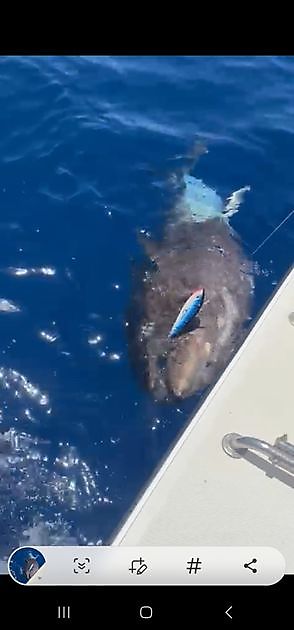 Cavalier releases their 13th Bluefin Tuna - Cavalier & Blue Marlin ...