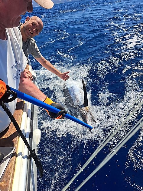 MARLIN AZUL 340 KG ATÚN OJOS GRANDES 100 KG Pescador - Cavalier & Blue ...