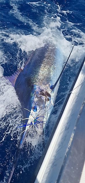 10/7 - Also Blue Marlin on the Blue Marlin 3 - Cavalier & Blue Marlin ...