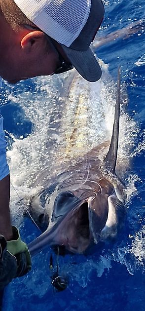 Bizarre see-through fish - Cavalier & Blue Marlin Sport Fishing Gran ...