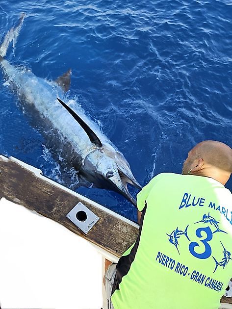 12/8 - Blue Marlin 3 released 600lbs blue marlin - Cavalier & Blue ...