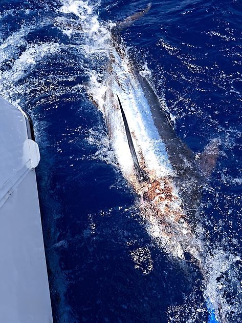 Cavalier releases their 13th Bluefin Tuna - Cavalier & Blue Marlin ...