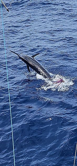 Fish weight calculator - Cavalier & Blue Marlin Sport Fishing Gran Canaria