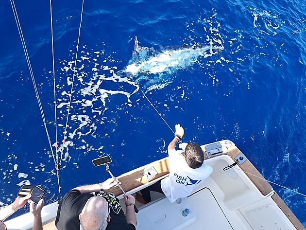 12/8 - Blue Marlin 3 released 600lbs blue marlin - Cavalier & Blue Marlin Sport Fishing Gran Canaria