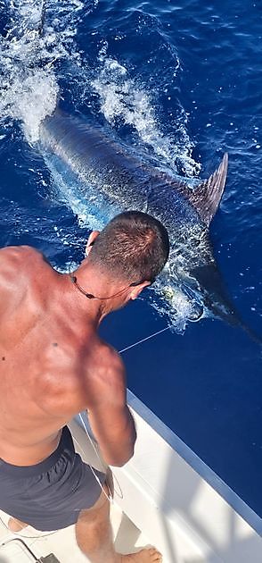 Fish weight calculator - Cavalier & Blue Marlin Sport Fishing Gran Canaria