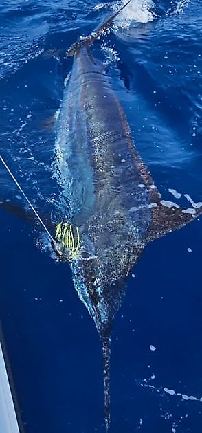 Fish weight calculator - Cavalier & Blue Marlin Sport Fishing Gran Canaria