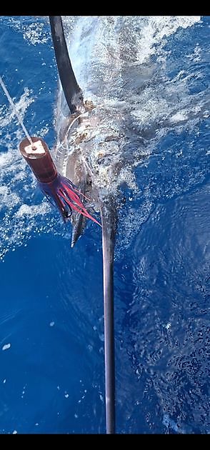 Fish weight calculator - Cavalier & Blue Marlin Sport Fishing Gran Canaria